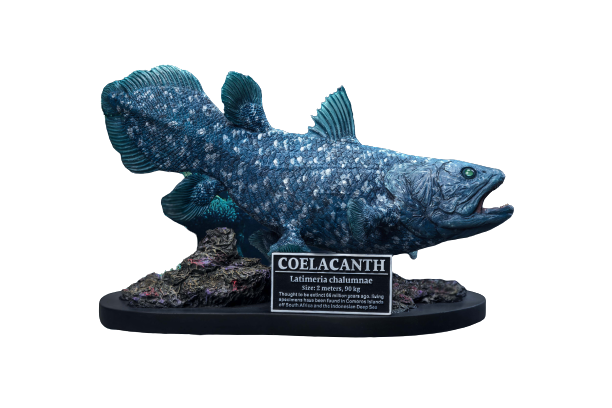 Wonders Of The Wild - Coelacanth - Polyresin Statue (Star Ace Toys ...