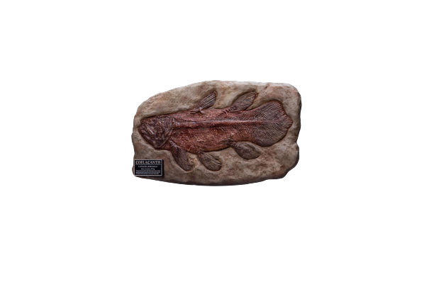 Wonders Of The Wild - Coelacanth - Fossil Replica (Star Ace Toys ...
